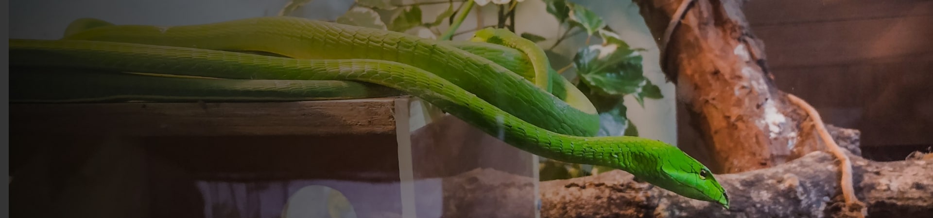 Rat Snake Enclosure Renovation for Indian Herpetological Society – KEPL