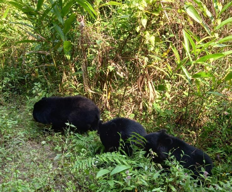 Supporting CBRC, Pakke Tiger Reserve Of Seijosa In Arunachal Pradesh – KEPL