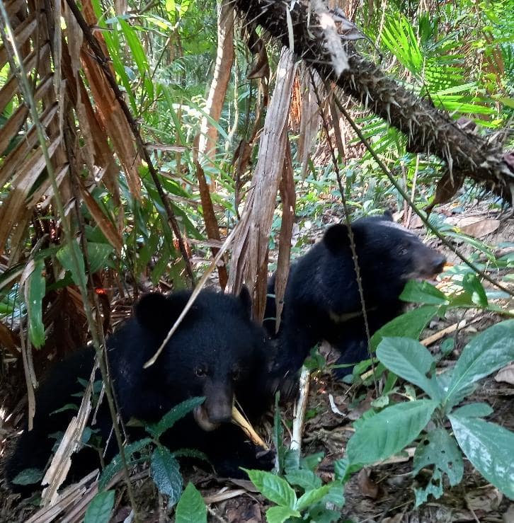 Supporting CBRC, Pakke Tiger Reserve Of Seijosa In Arunachal Pradesh – KEPL